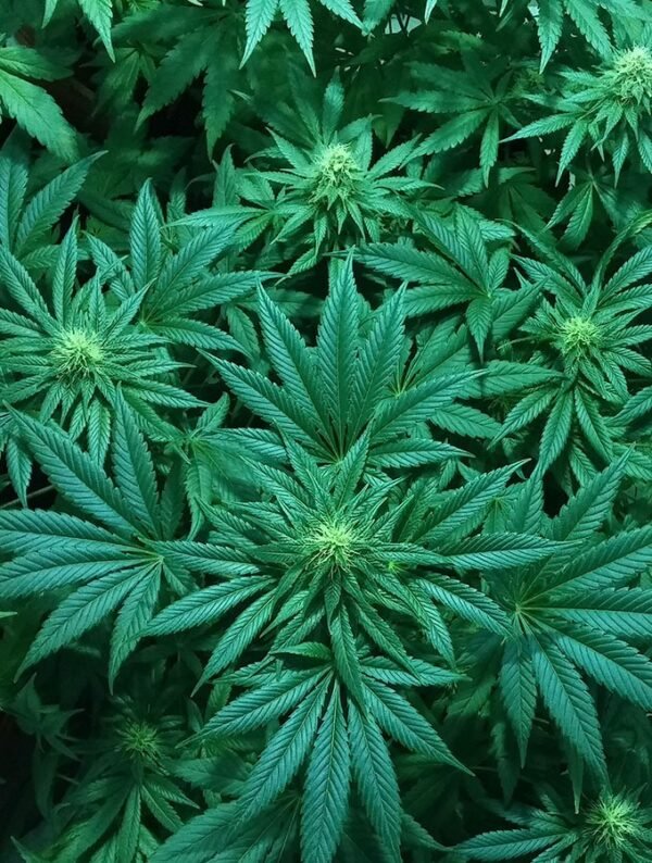 ABC - Weed Delivery Long Beach